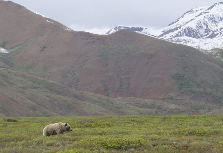 The Grizzly Bears Of Denali: 10 Facts - Bear Informer