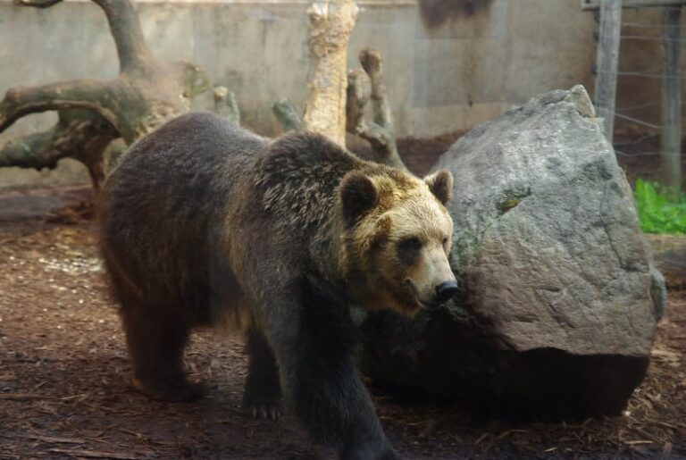 The Brown Bears of Japan: 10 Facts
