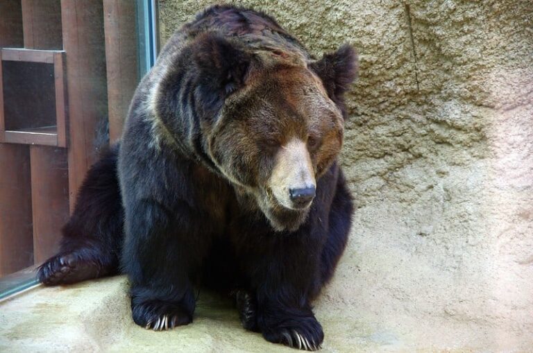 Tibetan Blue Bear: The Rarest Of All - Bear Informer