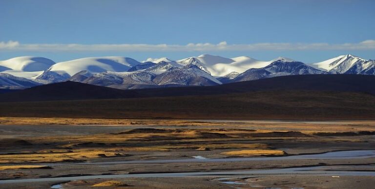 Tibetan Blue Bear: The Rarest Of All - Bear Informer